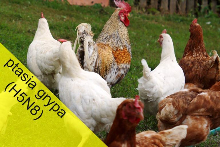 Ptasia grypa coraz bliżej. Potwierdzono kolejne ognisko | Lwówecki.info Ptasia grypa coraz bliżej. Potwierdzono kolejne ognisko | Lwówecki.info